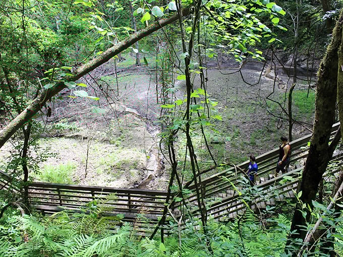 Nature's grand amphitheater awaits! The sinkhole's lush greenery creates a stark contrast to Florida's typical landscape, like finding Seattle in the Sunshine State.