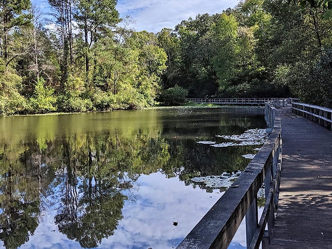 Mirror, mirror on the pond – James River State Park's reflective waters create nature's perfect selfie. Even the trees can't help but admire themselves.