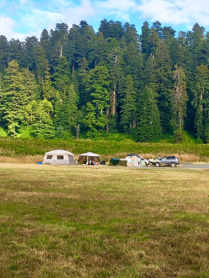 Camping beneath the watchful gaze of ancient redwoods – the original five-star accommodation with a ceiling height that would make any architect envious.