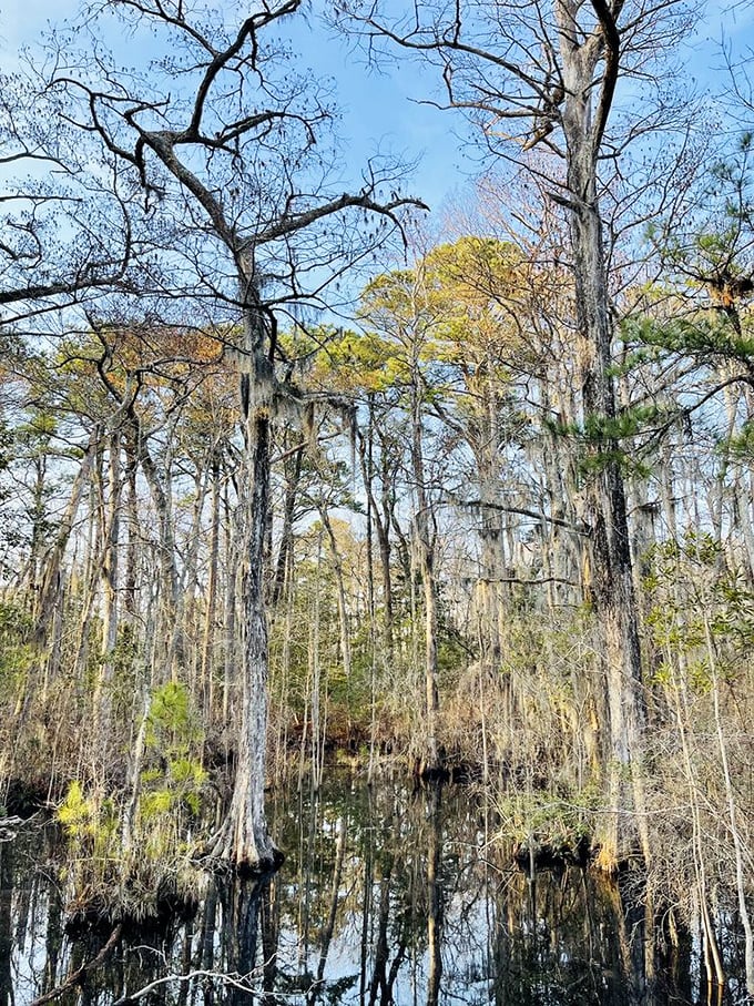 Spanish moss drapes these cypress sentinels like nature's tinsel, creating a primeval scene straight from a Southern gothic novel's most beautiful passage.