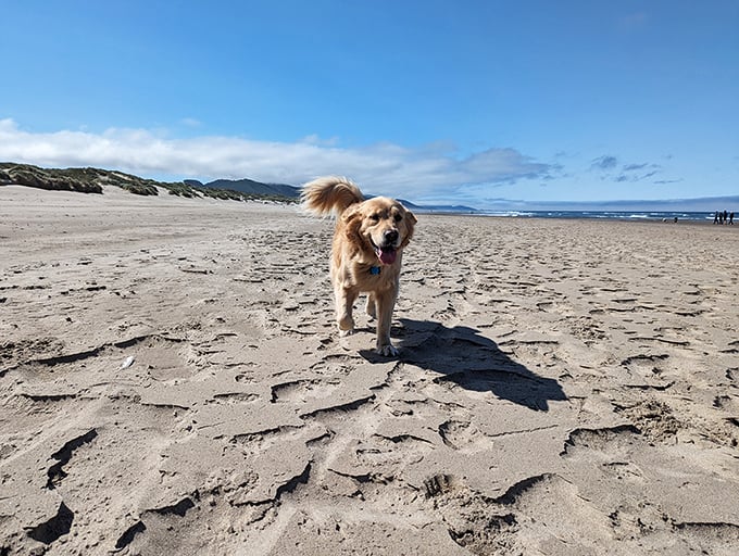 Four-legged joy unleashed on Nehalem's expansive shores. That tail isn't just wagging—it's conducting an orchestra of pure happiness.