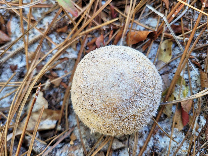 This perfect mushroom specimen could be starring in a woodland fairy tale or a gourmet chef's daydream—nature's architecture at its most humble.