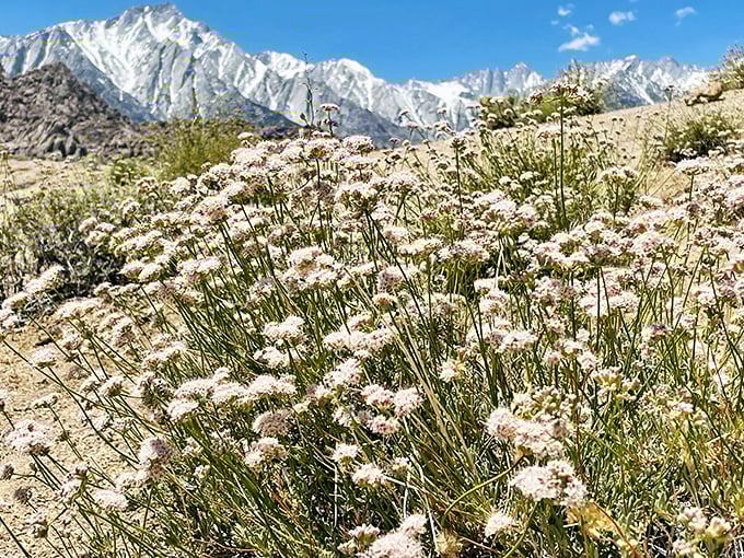 Desert wildflowers staging a delicate rebellion against the harsh landscape, with the mighty Sierra Nevada mountains applauding in the background.