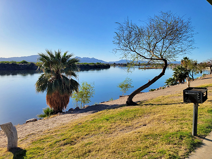 The Colorado River's edge offers a front-row seat to nature's daily performance – no tickets required, just bring your appreciation.