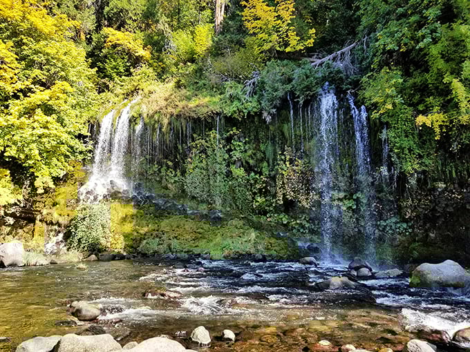 Mossbrae Falls cascades like nature's finest curtain call, a watery masterpiece that makes even the most dedicated smartphone addicts stop and stare.