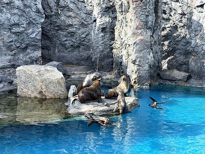 These sea lions at Mystic Aquarium aren't just lounging—they're demonstrating the art of relaxation that humans pay good money to learn in yoga classes.