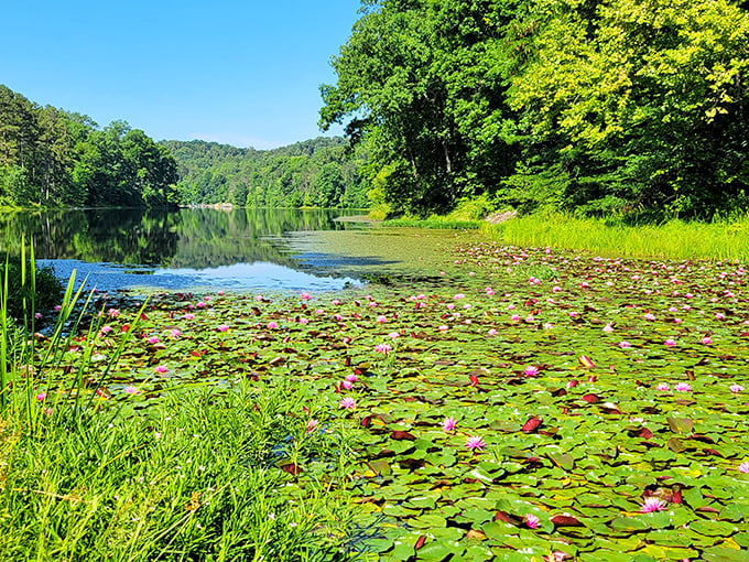 Water lilies paint the lake's edge with delicate pink blooms – nature's own impressionist masterpiece that Monet would have spent years trying to capture.