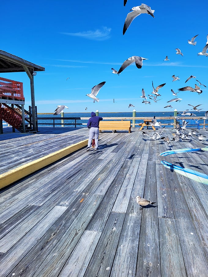 Feeding seagulls becomes performance art on Crisfield's weathered boardwalk, where locals know exactly how to create those perfect "flying birds over water" photos for social media.