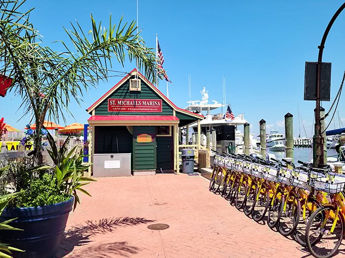 St. Michaels Marina welcomes wanderers with bright yellow bicycles standing ready—because the best maritime villages deserve to be explored at pedal-pace.