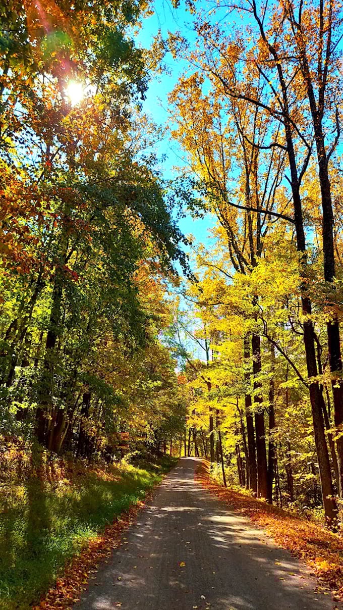 Autumn's golden corridor invites wandering. This sun-soaked path through fall foliage is nature's version of the yellow brick road—but with better destinations. 