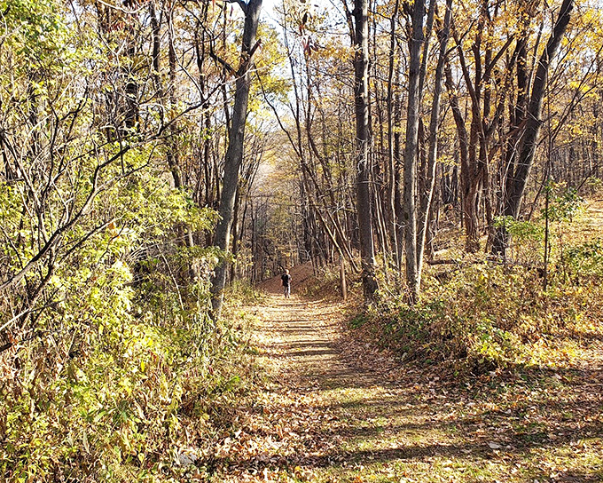 Autumn's golden carpet unfurls before you. Walking this trail feels like strolling through a painting that's still wet with possibility. 