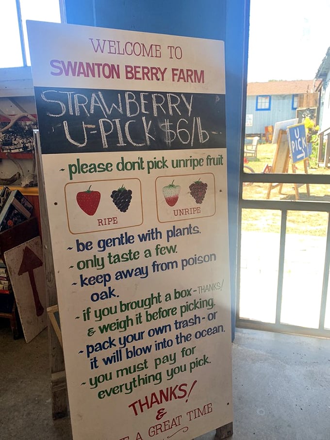 The rules of engagement for berry picking. "Be gentle with plants" applies to both strawberries and life in general.