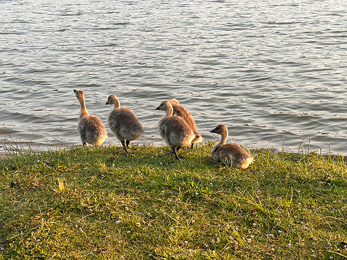 Mama duck's swimming lessons in session – the world's cutest flotilla navigating their aquatic neighborhood.