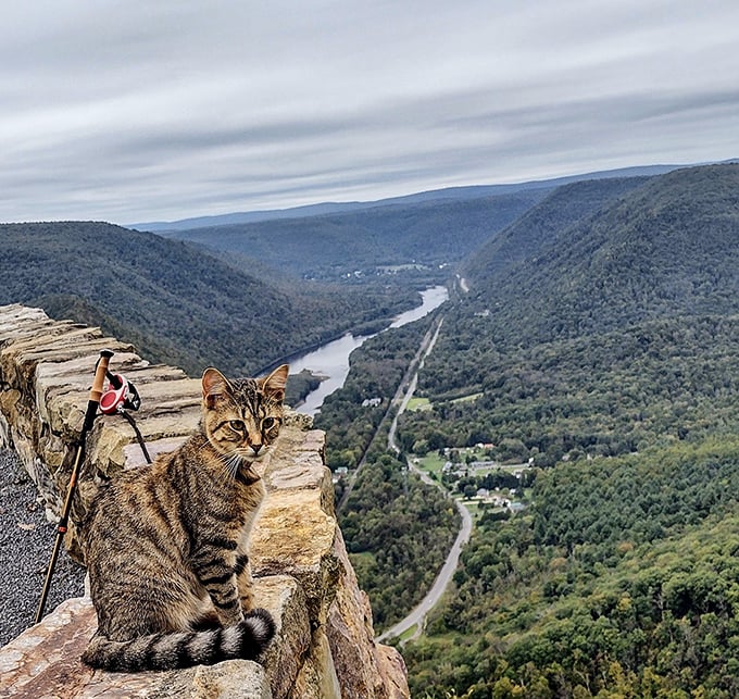 Even the local cats understand prime real estate when they see it. This feline tour guide has mastered the art of photobombing vacation memories.
