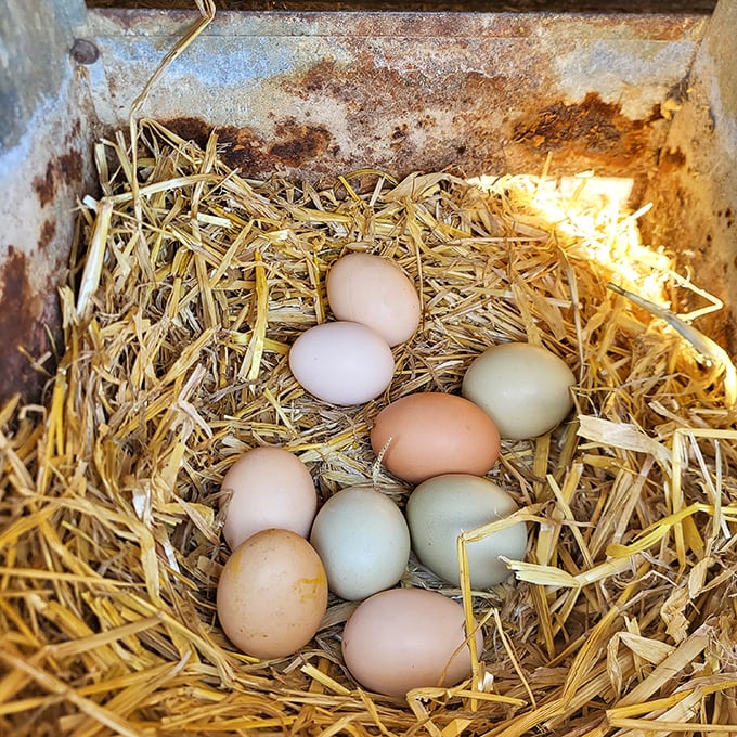 Nature's perfect packaging—farm-fresh eggs nestled in straw, each a different shade of possibility.