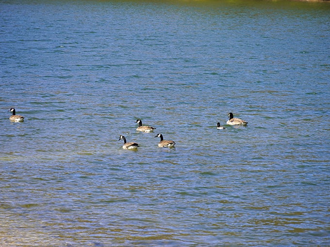 Geese patrol in formation. These feathered residents cruise Poe Lake's waters like they own the place—because they kind of do.