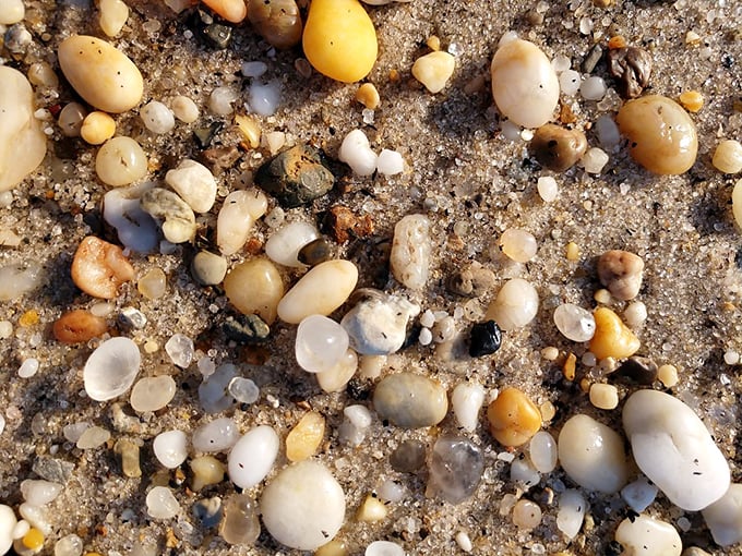 Delaware's natural jewelry collection—tiny treasures that tell stories of tides, currents, and the bay's remarkable ecosystem.