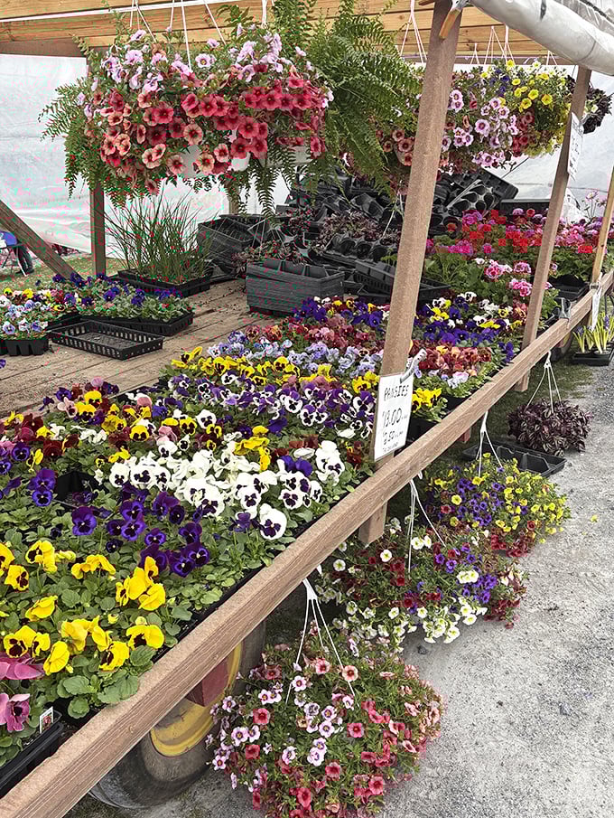 Nature's color palette on full display. These flowers don't just brighten gardens – they're responsible for spontaneous poetry from otherwise stoic grandpas.