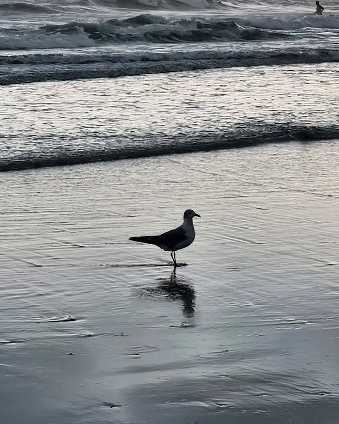 A lone seagull contemplates the meaning of life—or more likely, where the next tourist with potato chips might appear.