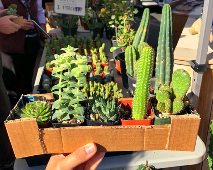 Desert in a box. These tiny succulents and cacti offer apartment dwellers the chance to bring nature home without the commitment issues.