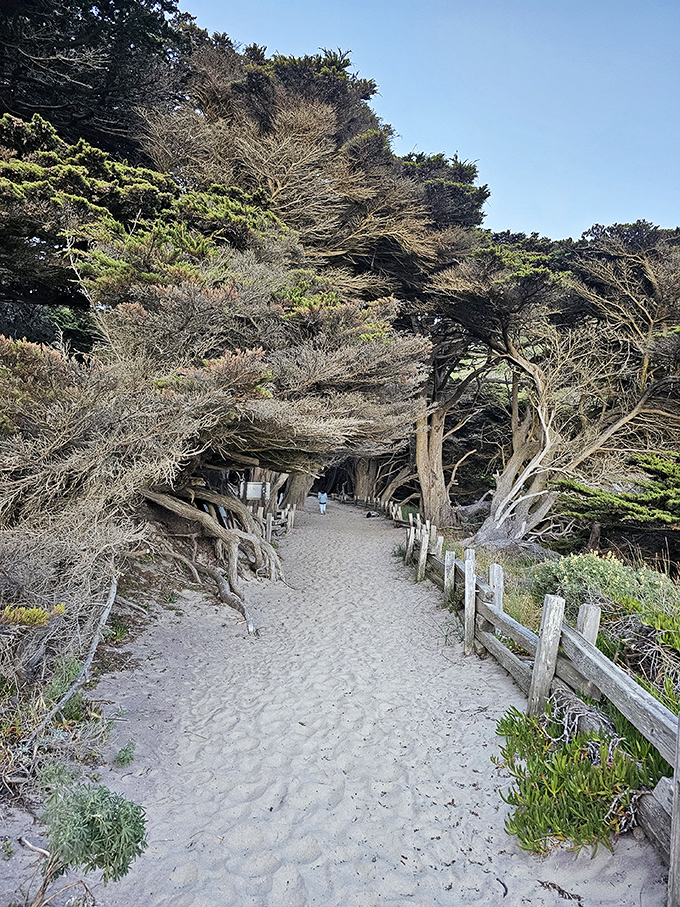 Nature's welcoming committee: wind-sculpted trees form a magical tunnel guiding visitors toward the sound of crashing waves beyond.