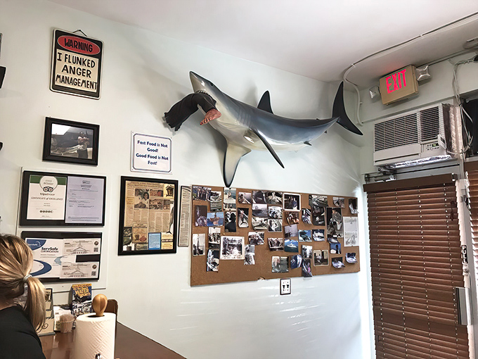 That shark on the wall has seen things – mostly people's faces when they taste the hogfish.