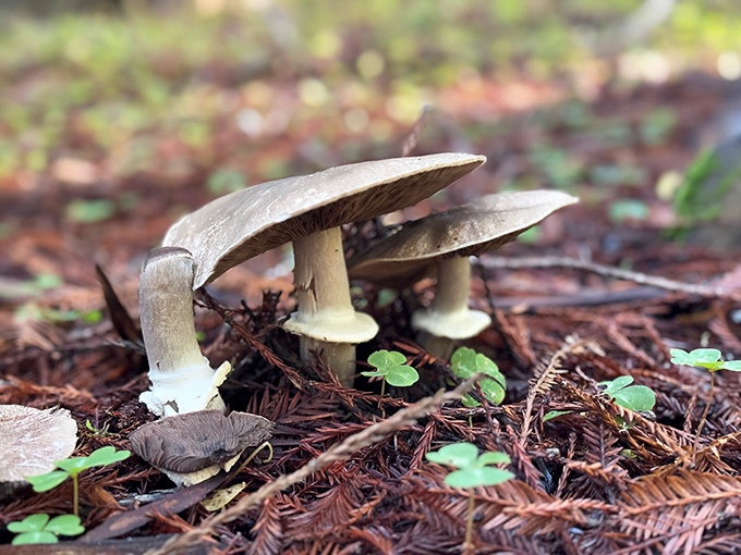 The forest floor's gourmet offering—nature's umbrella service. These mushrooms aren't on any menu, but they're essential to the redwood ecosystem.