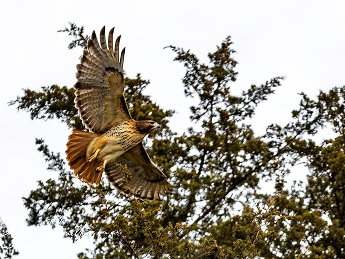 Nature's fighter jet—a red-tailed hawk patrols Belleville skies, keeping the ecological balance in check better than any app ever could.