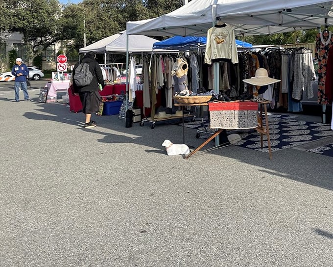 Canine quality control! This furry little supervisor at PCC's clothing corner ensures all vintage finds pass the sniff test before heading to new homes.