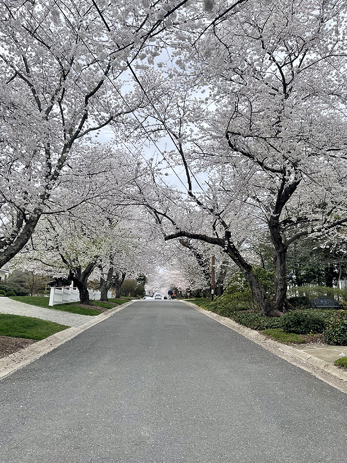 These tree-lined avenues create an urban oasis where shopping and strolling become equally enjoyable activities.