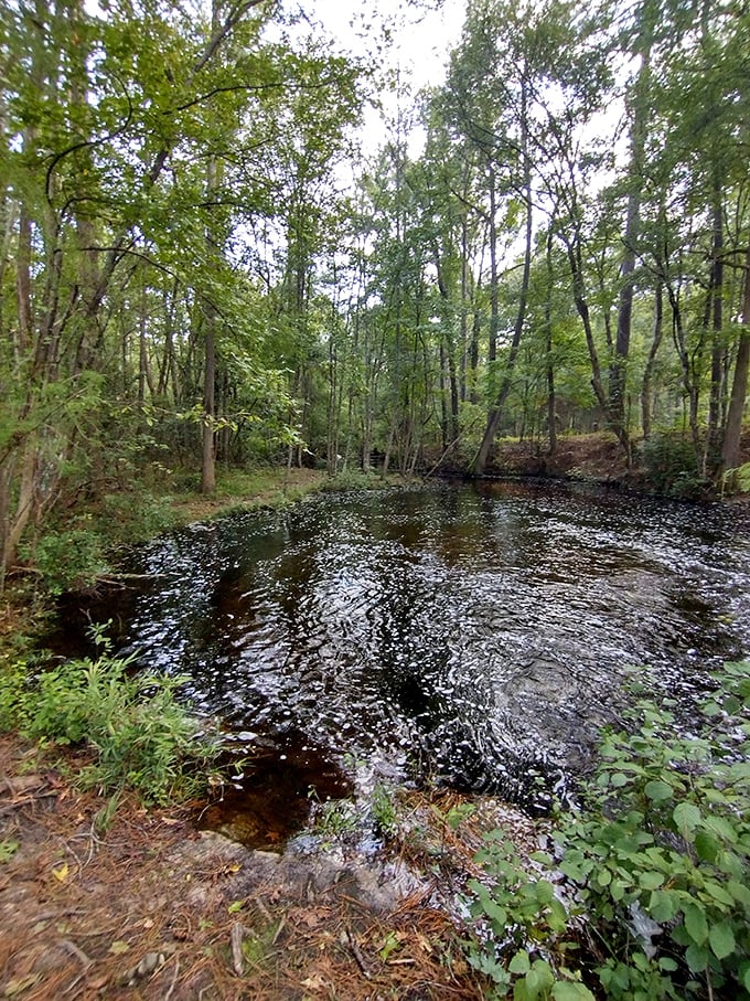 Woodland mirror magic! This dark, mysterious pond reflects the surrounding forest like a portal to another dimension—Narnia's Southern cousin.