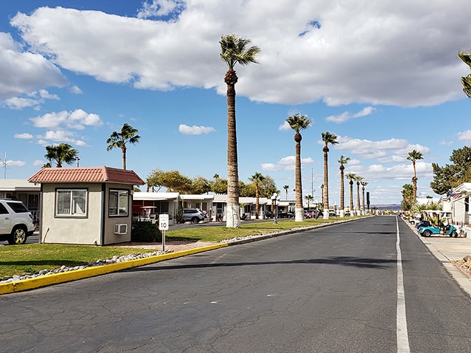 Palm trees line this desert oasis where the Colorado River once carried gold rush dreamers westward.