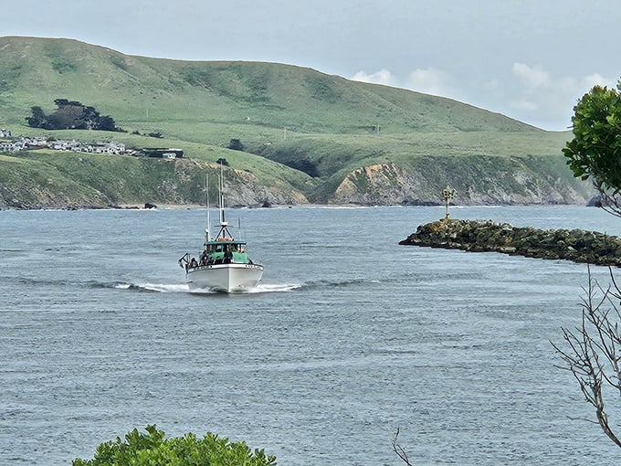 That's not just a boat returning to harbor – it's tonight's dinner making its grand entrance through Bodega Bay's natural gateway.