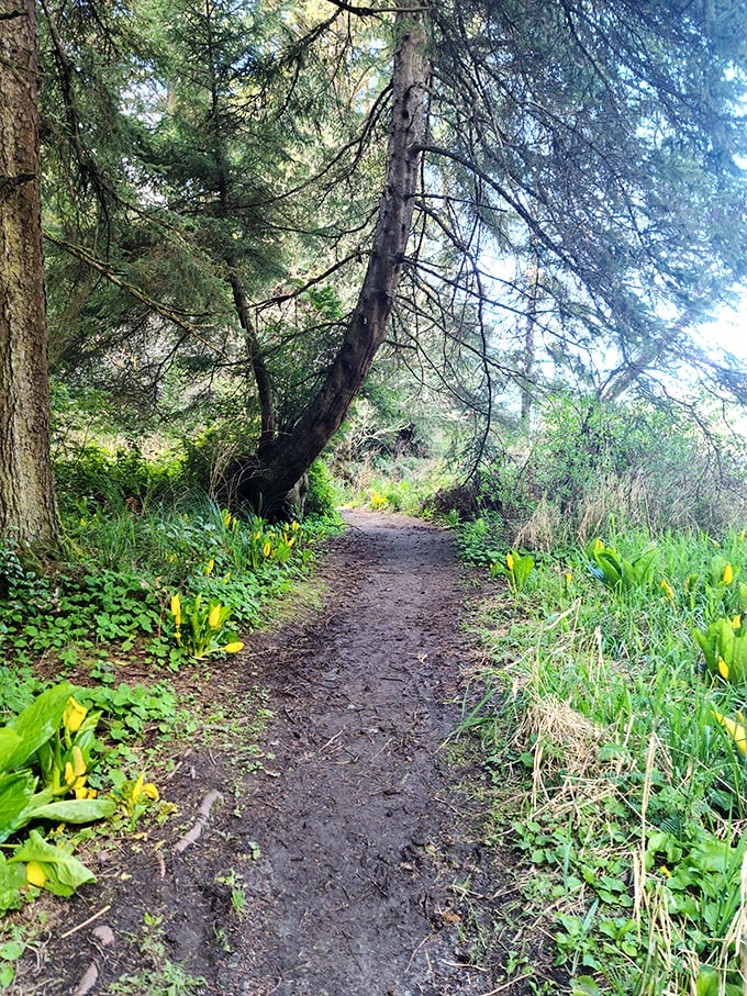 A forest path that practically whispers, "Follow me to somewhere magical" – or at least somewhere without cell service and spreadsheets.
