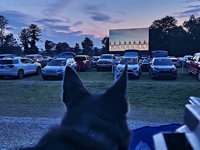 Even four-legged film critics get the best seats in the house, with this canine connoisseur clearly invested in the on-screen drama.
