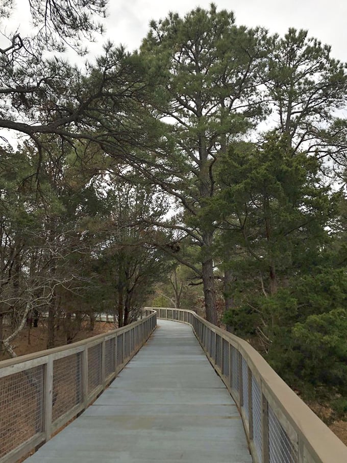 The elevated boardwalk threads through towering pines, offering shade and wonder in equal measure. Engineering and nature in perfect harmony.