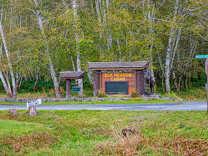 Elk Meadow Cabins nestled at the forest edge – where rustic charm meets wilderness in a pairing more perfect than wine and cheese.