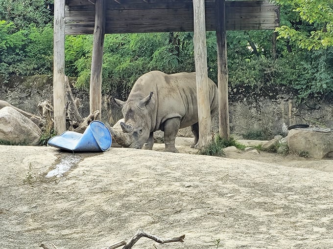 Erie Zoo's residents don't seem to mind the affordable cost of living either. This rhino has more space than most Manhattan apartments!