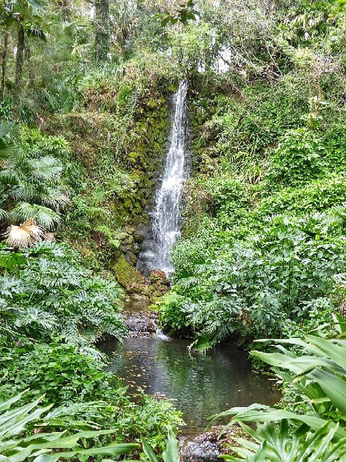 This hidden waterfall in Rainbow Springs State Park feels like stumbling upon Florida's secret garden, complete with its own refreshing soundtrack.