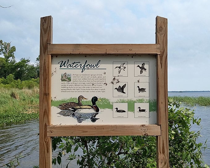 Waterfowl identification chart: because sometimes "look, a duck!" doesn't quite capture the biodiversity of Three Rivers State Park.