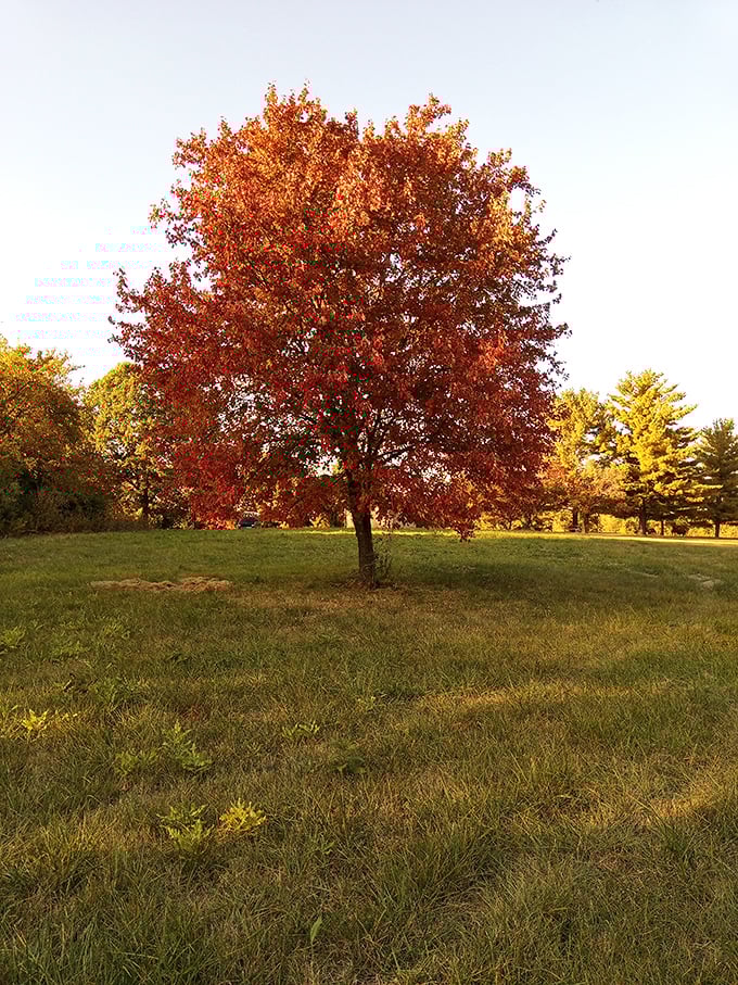 Autumn's star performer takes center stage, dressed in its showstopping crimson costume that would make Broadway designers jealous.