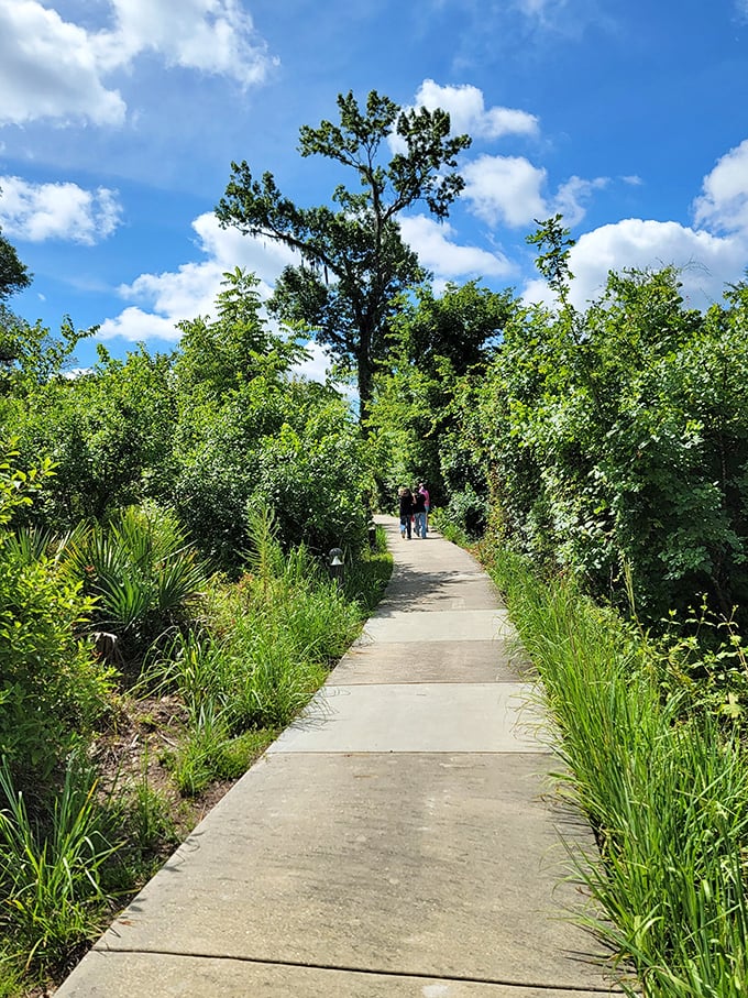 Florida's version of a mountain hike—shady, lush, and surprisingly diverse. This pathway through native vegetation offers a refreshing prelude to the caverns.