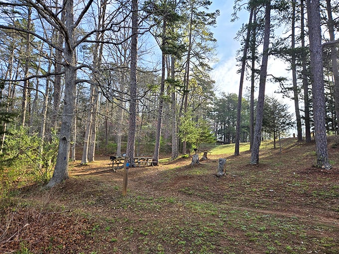Picnic spots nestled among towering pines. The perfect setting for that potato salad recipe you've been perfecting since 1987.