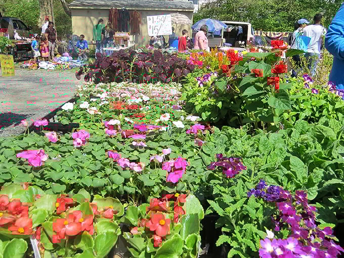 Floral explosion or backyard inspiration? These vibrant blooms transform a corner of concrete into a botanical garden worthy of your grandmother's approval.