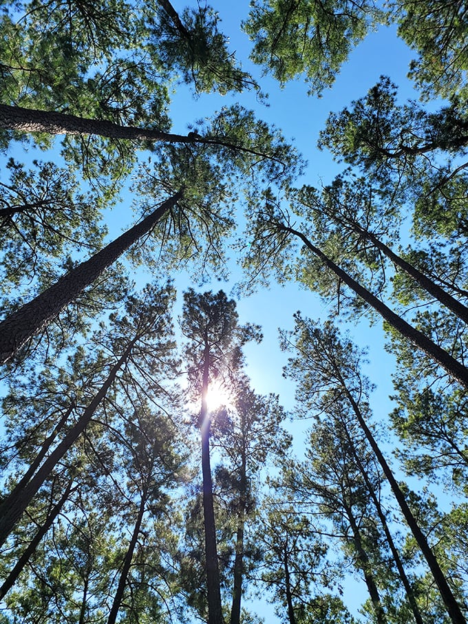 Look up! These towering pines create nature's cathedral ceiling, with sunlight streaming through like stained glass in this woodland sanctuary.