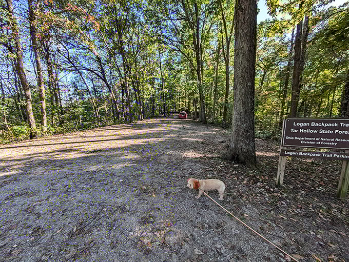 Trail blazing made easy. The Logan Backpack Trail entrance promises adventures that will have your step counter begging for mercy.