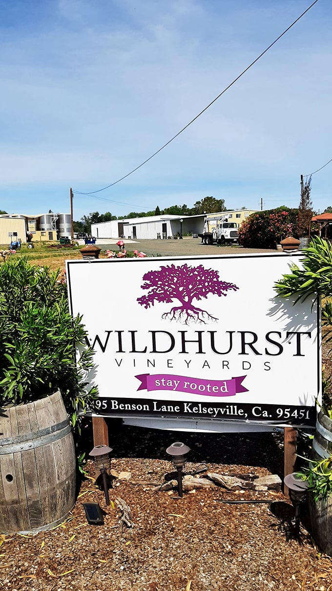 "Stay rooted" indeed—Wildhurst Vineyards embodies the unpretentious wine country experience where tastings don't require advance reservations or designer outfits.