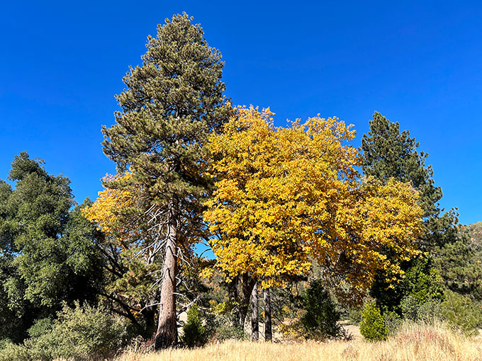 Fall's golden transformation proves California has seasons after all. This tableau would make even New Englanders pause their leaf-peeping tours.