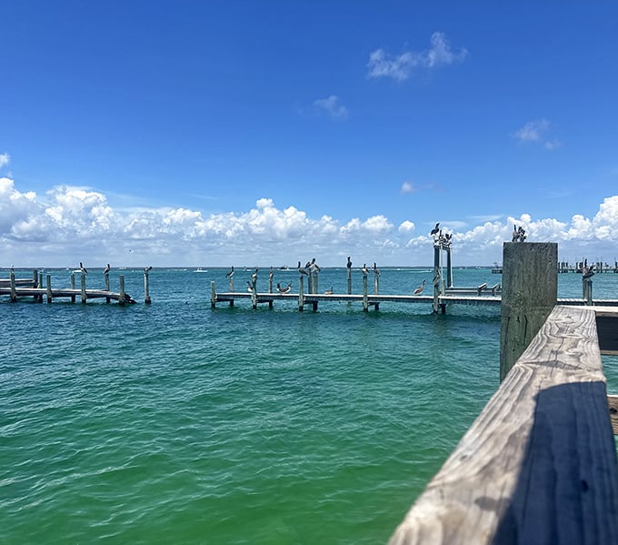 Nature's screensaver comes to life at Dewey's. Those pelicans aren't just decoration—they're locals waiting for the seafood happy hour to begin.