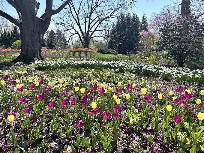 Spring's most vibrant color palette on display. Purple and yellow tulips create nature's own masterpiece, proving Mother Nature was the original artist.